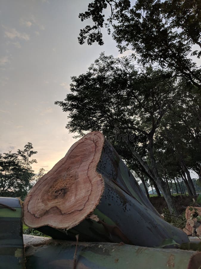 Fallen Tree stock photo. Image of tree, nature, deforestation - 124520010