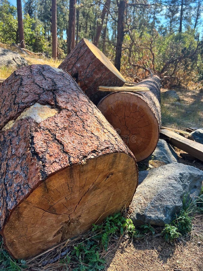 Fallen Tree Cut Up at Devil S Tower Stock Photo - Image of falling ...
