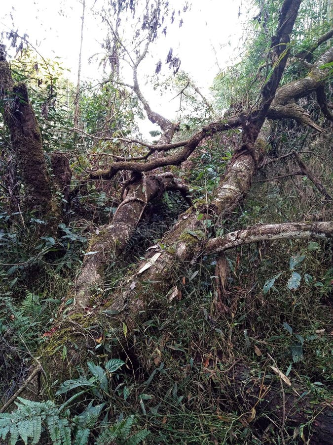 A Fallen Tree stock image. Image of cyclone, tree, green - 119667519