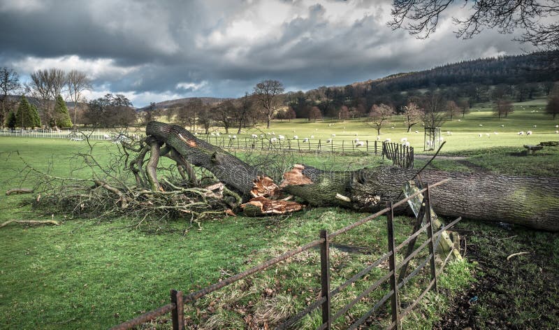 Fallen Tree Damage stock image. Image of ruined, fallen - 38198769