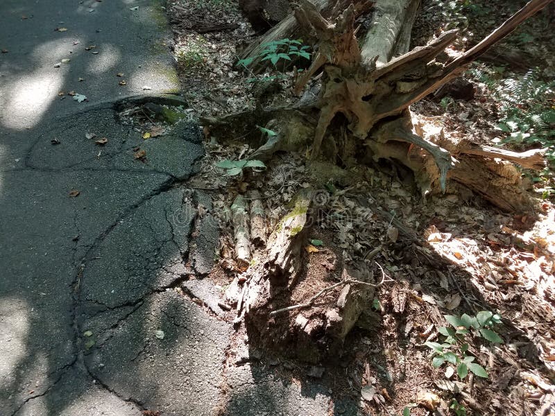 Fallen Tree and Damaged Asphalt Stock Image - Image of woods, trunk ...