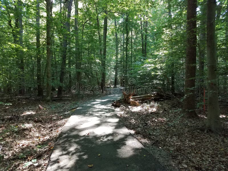 Fallen Tree and Damaged Asphalt Stock Photo - Image of asphalt, fallen ...