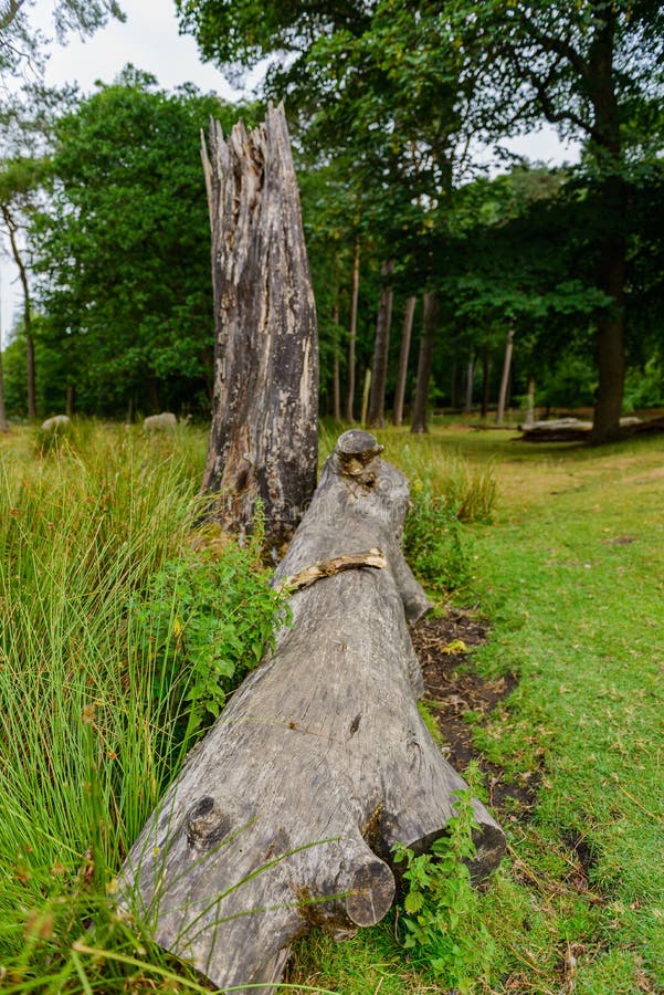 Fallen Tree Trunks. Dead Trees. Stock Image - Image of dead, trail ...