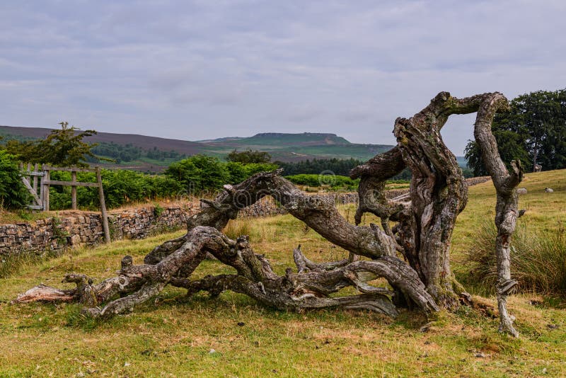 Fallen Tree Trunks. Dead Trees. Stock Photo - Image of vegetation, tree ...