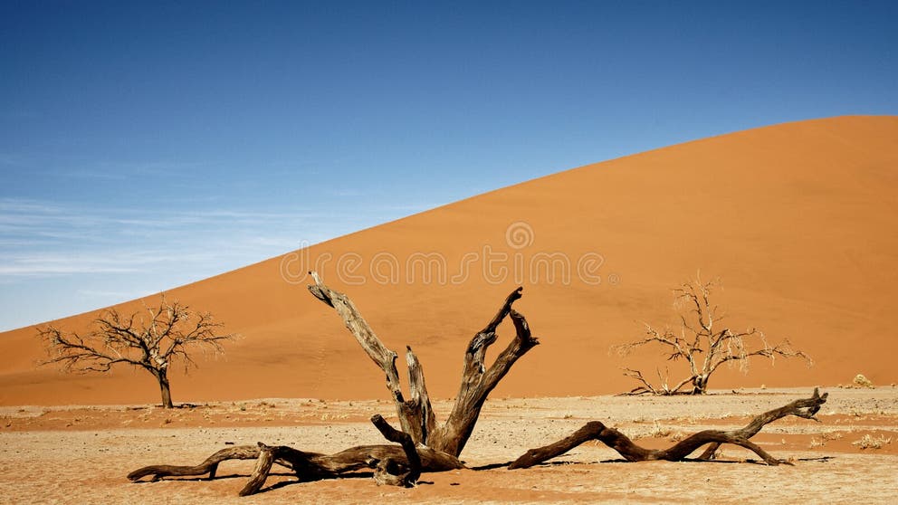 A Fallen Tree at Deadvlei, Namibia, Africa Stock Photo - Image of ...