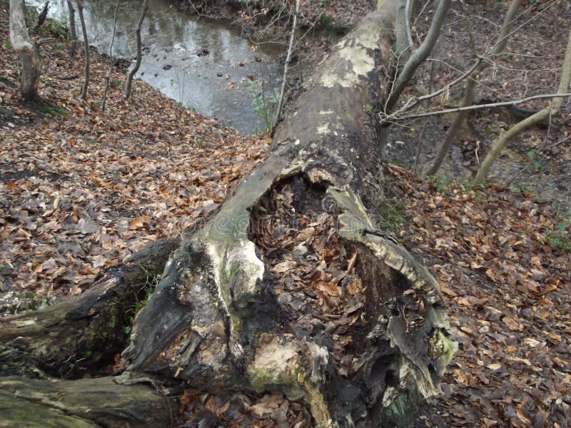 Death of a Tree stock photo. Image of death, leaves - 153405946