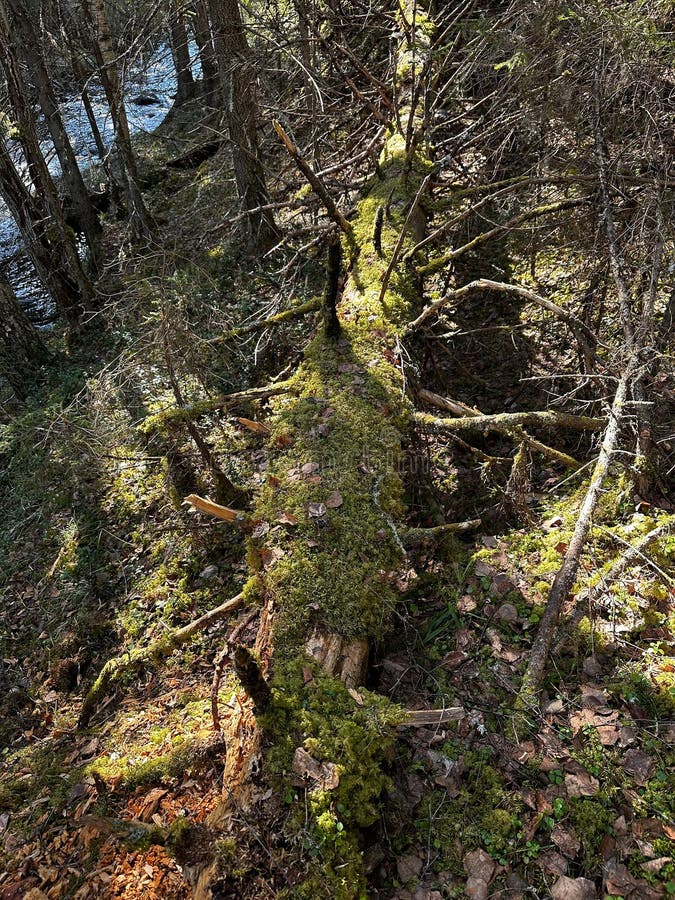 Fallen Tree Decaying in Forest Stock Image - Image of scene, nature ...
