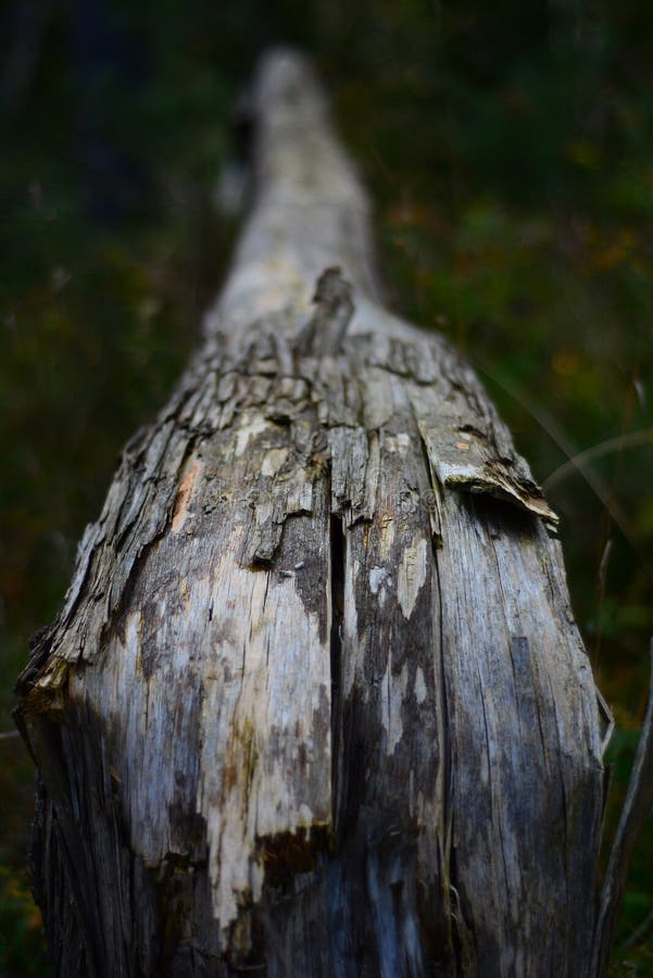 Fallen Tree Decaying in Lush Forest Stock Photo - Image of forgr, field ...