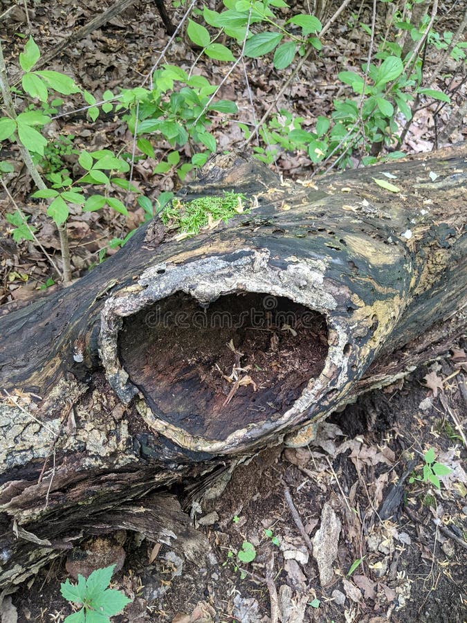 Fallen Decaying Tree with New Growth Stock Photo - Image of nature ...