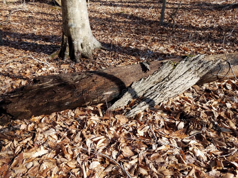 A Decomposing Tree In A Forest Stock Image - Image of park, mossy ...