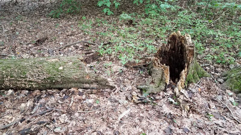 Fallen Tree Decomposing in the Forest or Woods with Mushrooms Stock ...