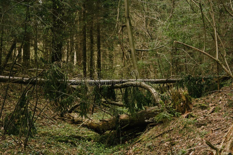 Fallen Tree in the Deep Green Dark Forest Stock Image - Image of needle ...