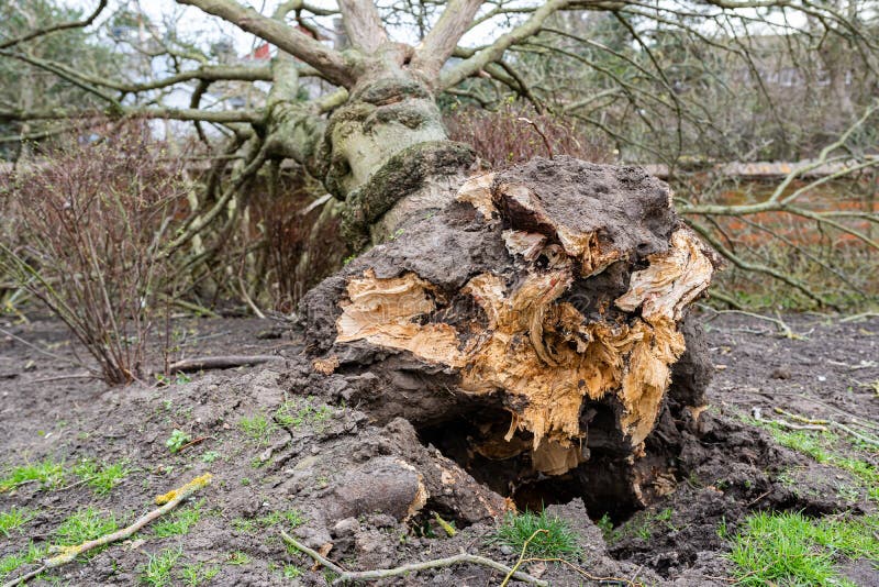 Fallen Tree Due To Bad Stormy Weather. Climate Change, Extreme Weather ...