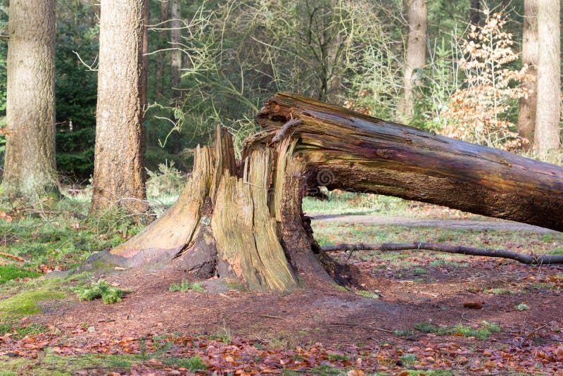 Fallen Tree in a Dutch Forest Stock Photo - Image of lying, holland ...