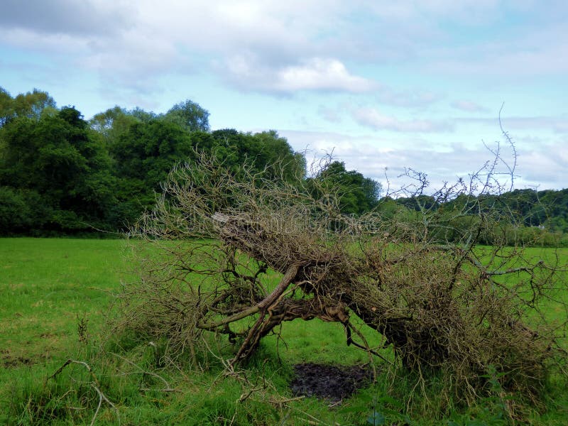 A Fallen Tree in an English Field Stock Photo - Image of field, lies ...
