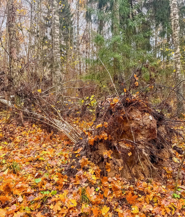 Fallen Tree with Exposed Roots in Autumn Forest Covered in Leaves Stock ...