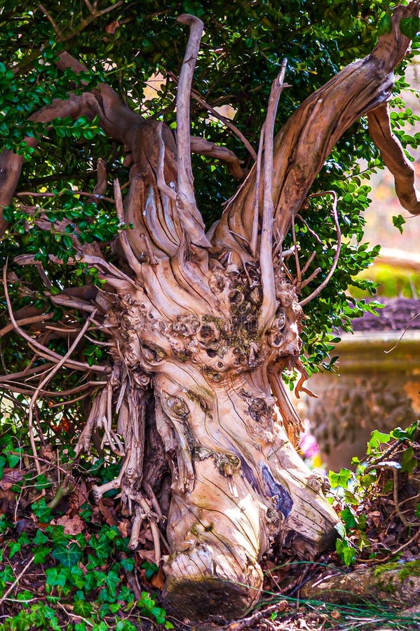 Fallen Tree Extensive Branches Beautiful Trunk Pattern Leaves ...