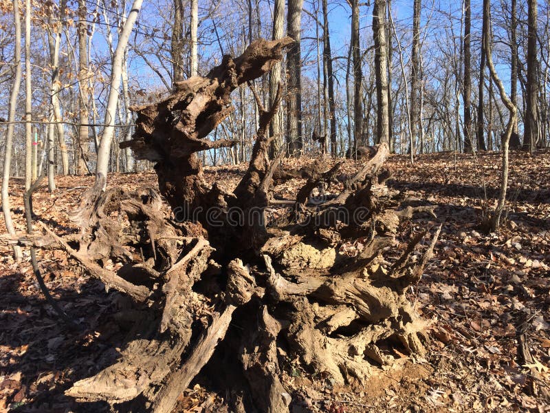 Fallen tree stock image. Image of ancient, autumn, mountains - 84935783