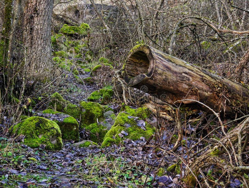 Fallen tree stock image. Image of leaves, rotten, tree - 132867231
