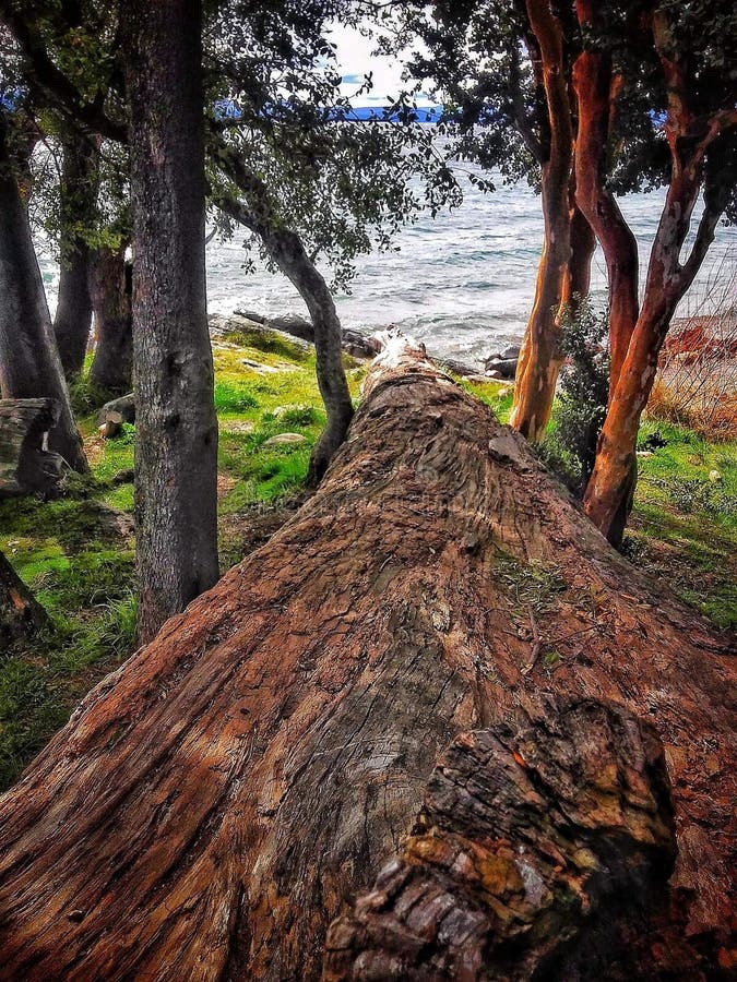 Fallen tree stock photo. Image of forest, tree, nature - 165775030