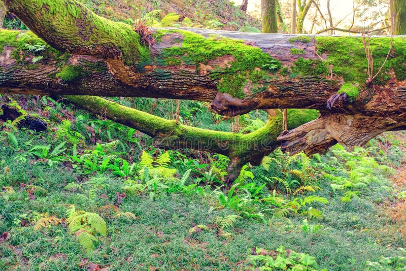 Fallen tree stock photo. Image of grass, fern, natural - 136573636