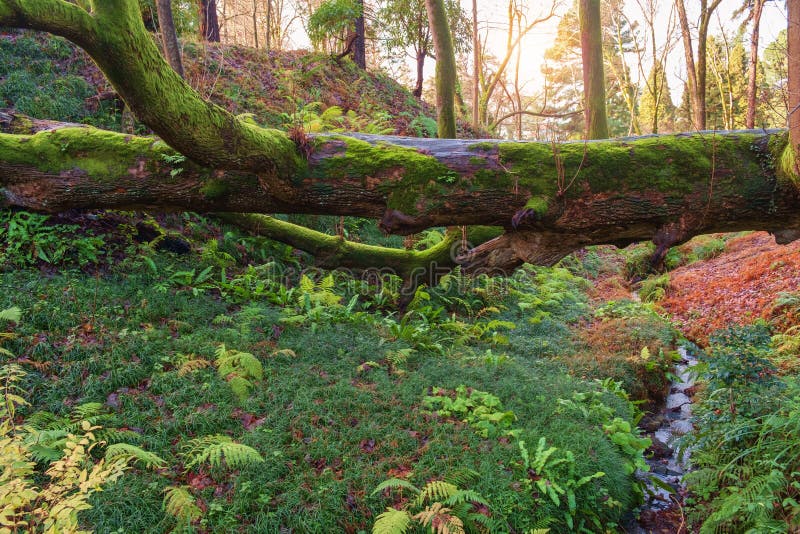 Fallen tree stock photo. Image of grass, fern, natural - 136573636