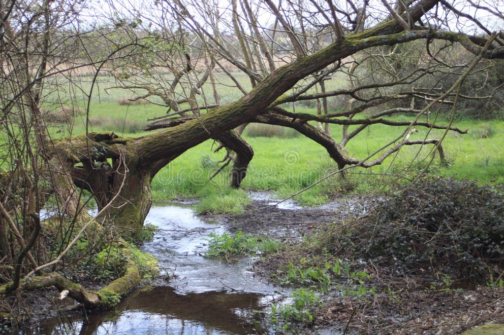 Fallen tree stock image. Image of bush, tree, branches - 312355883