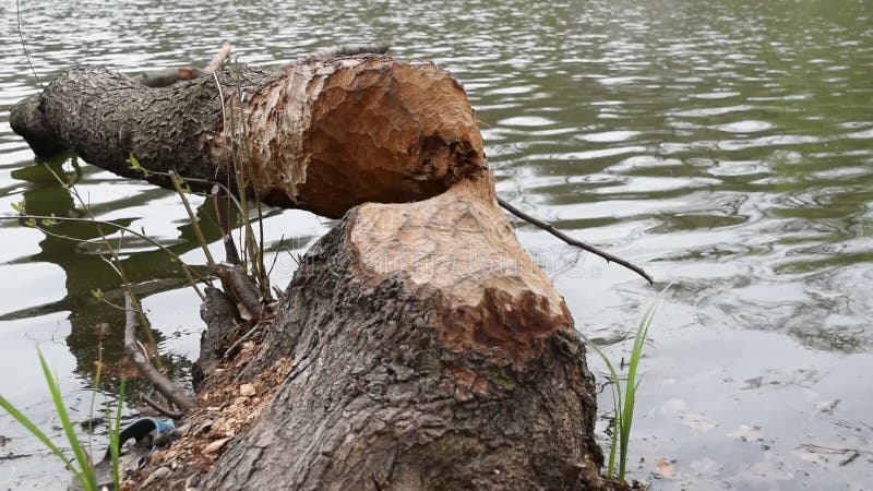 Tree Felled by Beaver. Tree Trunk with Bite Marks of Beavers Stock ...