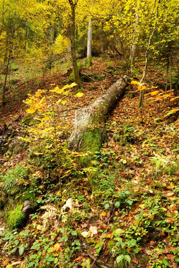 Fallen Tree in Green Forest Stock Photo - Image of fallen, tree: 79958464