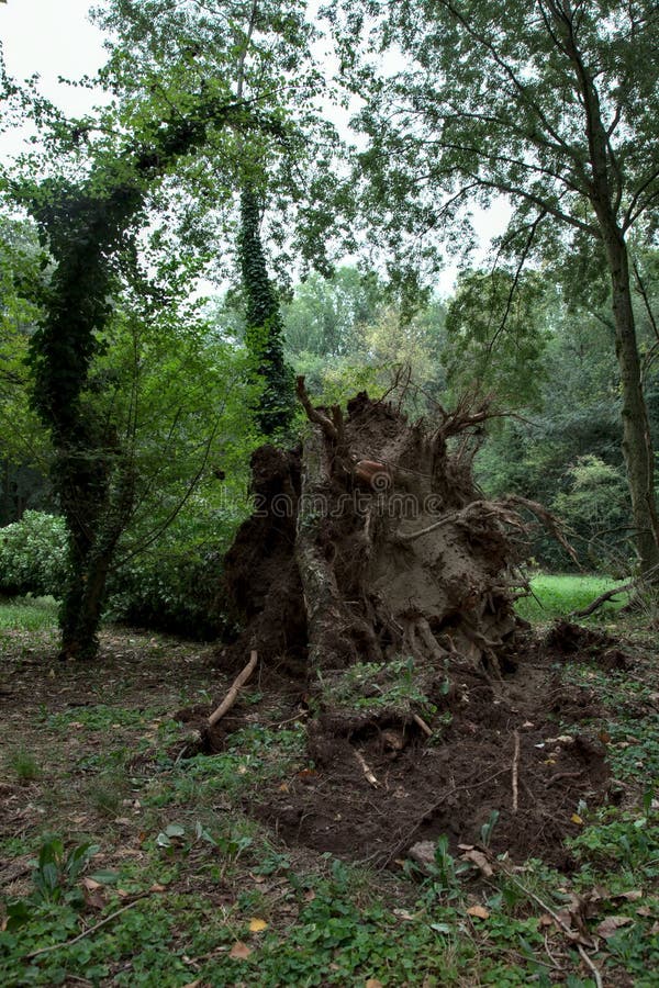 Tree Roots Storm Cloud Stock Photos - Free & Royalty-Free Stock Photos ...