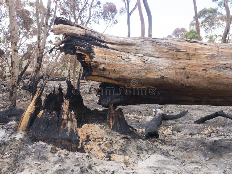 Downed Tree Damaged by Bushfire Stock Photo - Image of effect, powdery ...