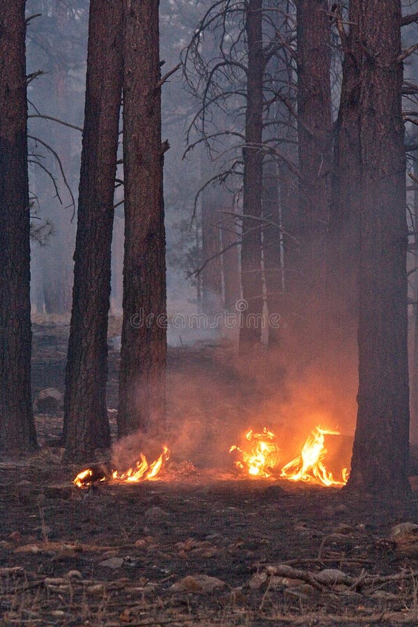 A Fallen Tree on Fire in the Forest. Stock Photo - Image of jeff, flame ...