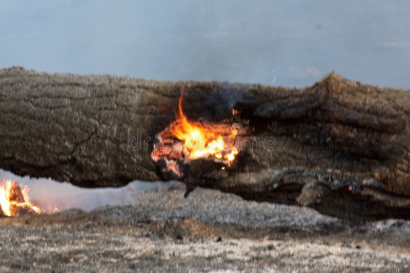 Fallen tree on fire stock image. Image of orange, jeff - 227225495
