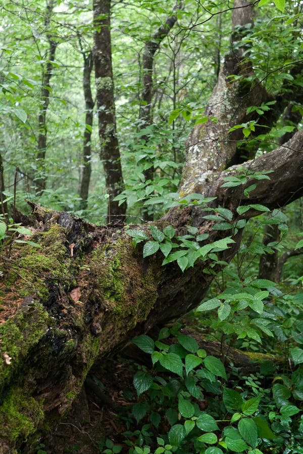 Japanese forest, Yakushima stock image. Image of destination - 4286637