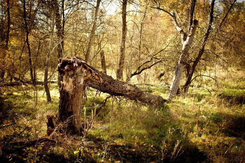 Fallen tree in the forest stock image. Image of damage - 132484111