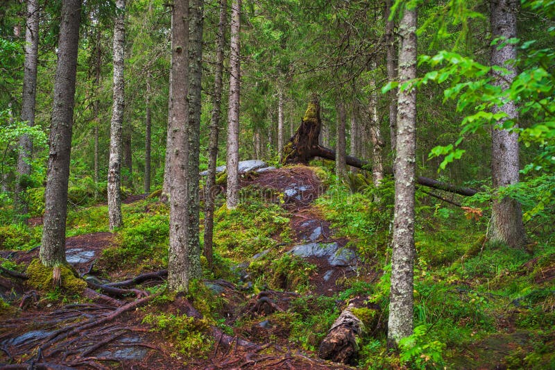 Fallen tree in forest stock image. Image of grass, broken - 167649717