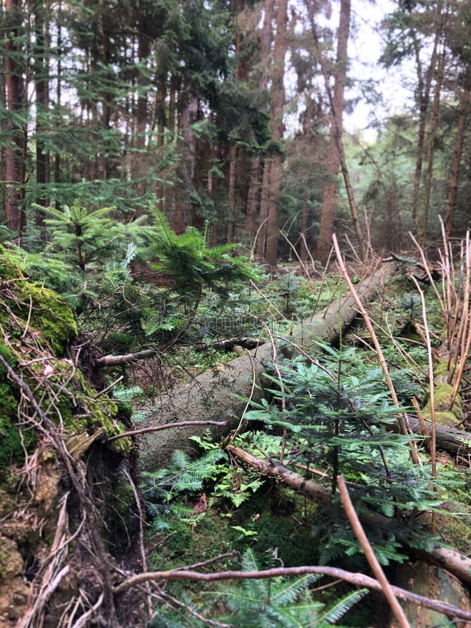 An Fallen Tree in the Forest Stock Image - Image of nature, range ...