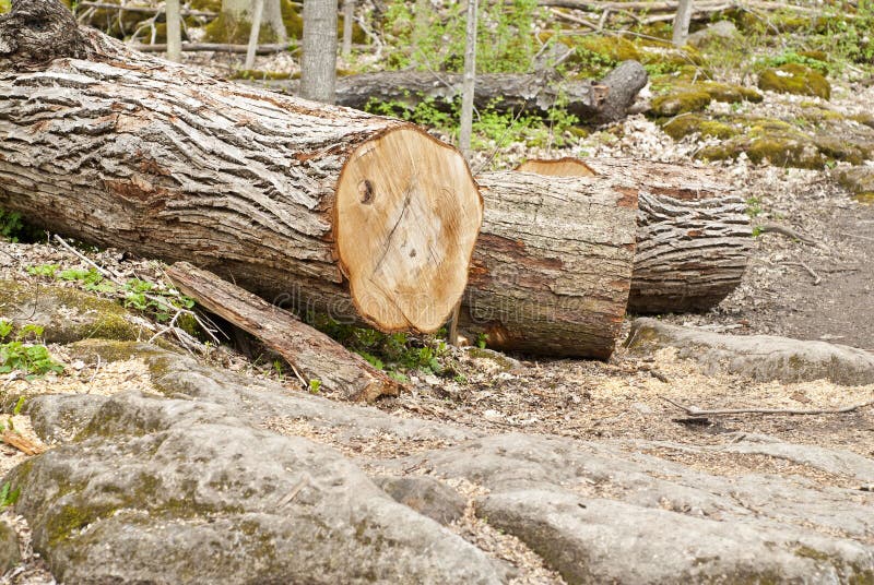 Fallen Tree in the Forest stock image. Image of macro - 19422661