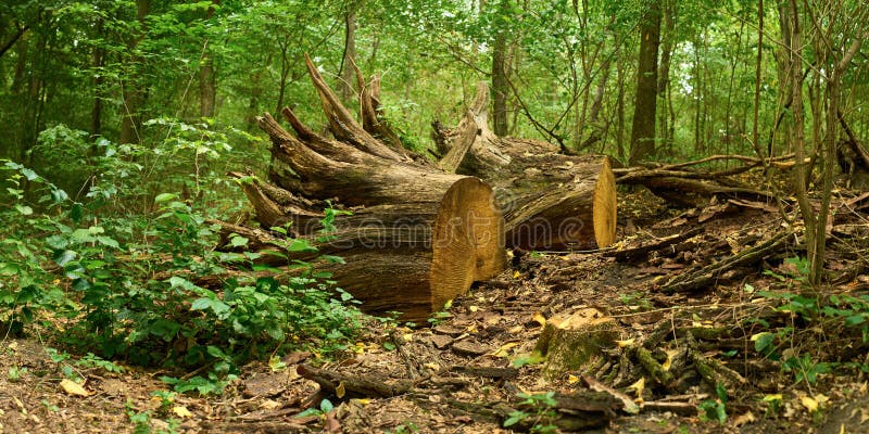 Fallen tree in the forest stock image. Image of environment - 60525121