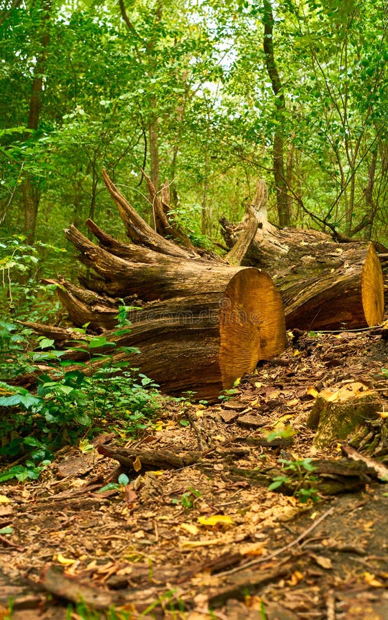 Fallen tree in the forest stock photo. Image of light - 61005992