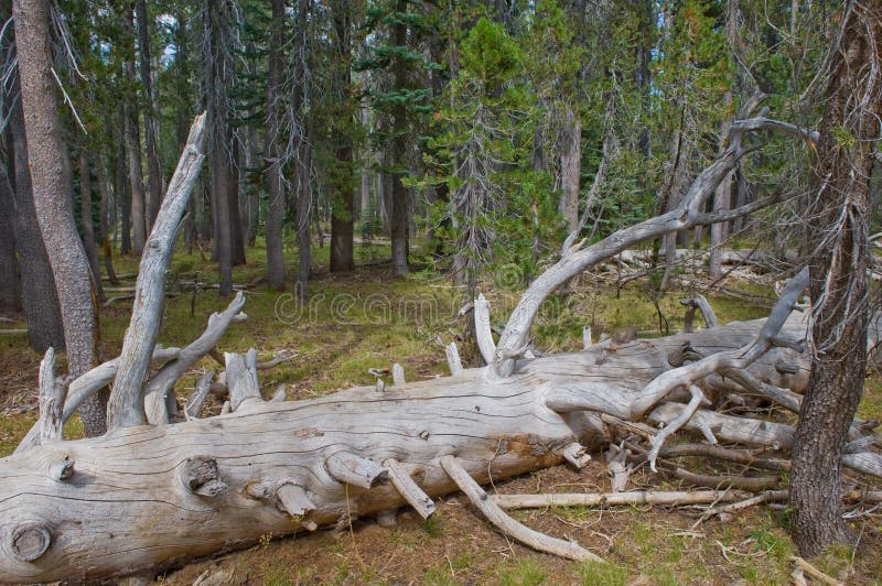 Fallen tree in forest stock photo. Image of scenery, tree - 7285834