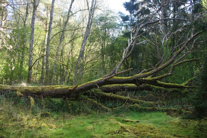 Fallen Tree in a forest stock photo. Image of tree, woodland - 83389494