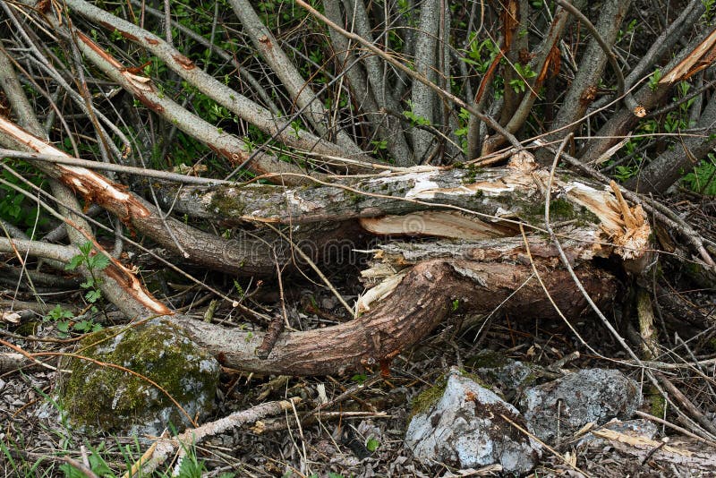 Fallen tree stock photo. Image of spring, rough, disaster - 94133108