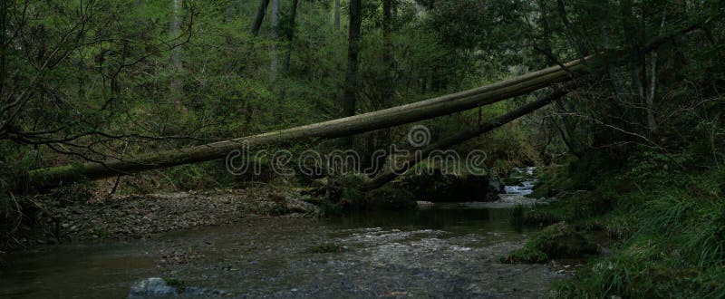 Fallen Tree in the Forest Across the River Stock Photo - Image of ...