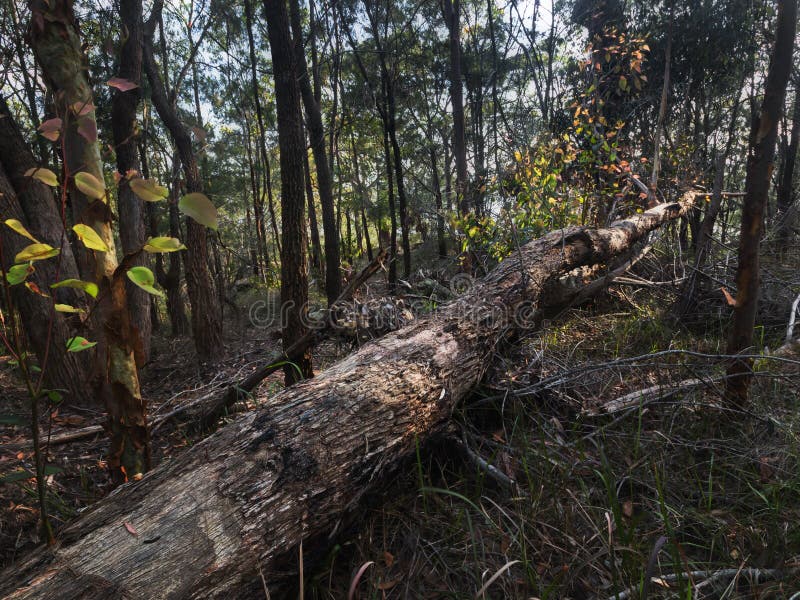Fallen Tree in the Forest Amongst Standing Trees Stock Image - Image of ...
