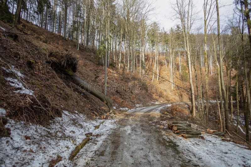 Fallen Tree in the Forest As a Result of Strong Wind (hurricane) Stock ...