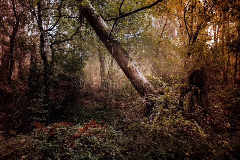 Fallen Tree in the Forest in Autumn Stock Image - Image of colored ...