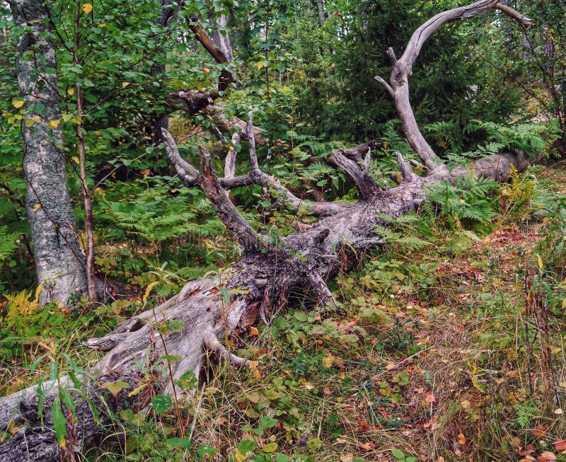 Fallen Tree in Forest during Autumn Stock Image - Image of fallen ...