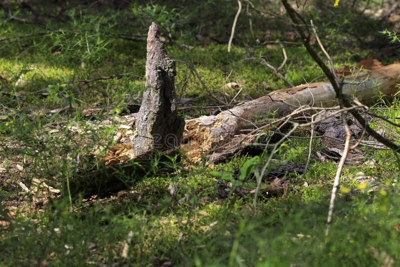 Decaying Trunk of a Fallen Tree is on the Ground Stock Image - Image of ...