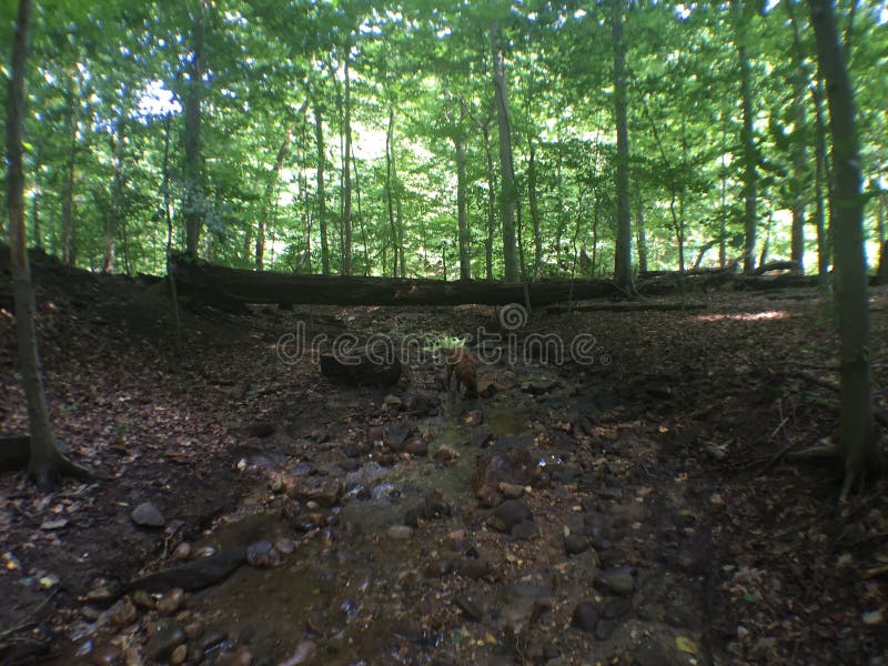Fallen tree in forest stock image. Image of fallen, canopy - 77026011